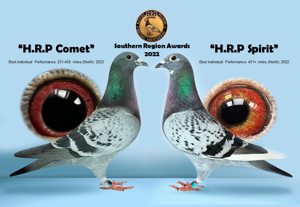 Hitchcock Racing Pigeons UK